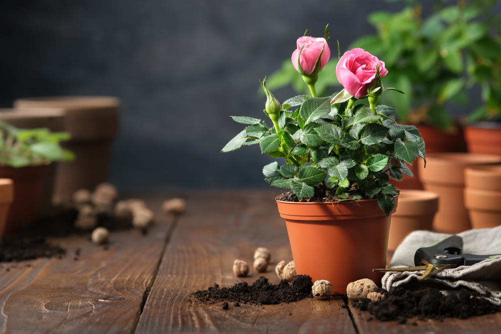 Learn How To Re Grow A Rose At Home TogetherV Blog